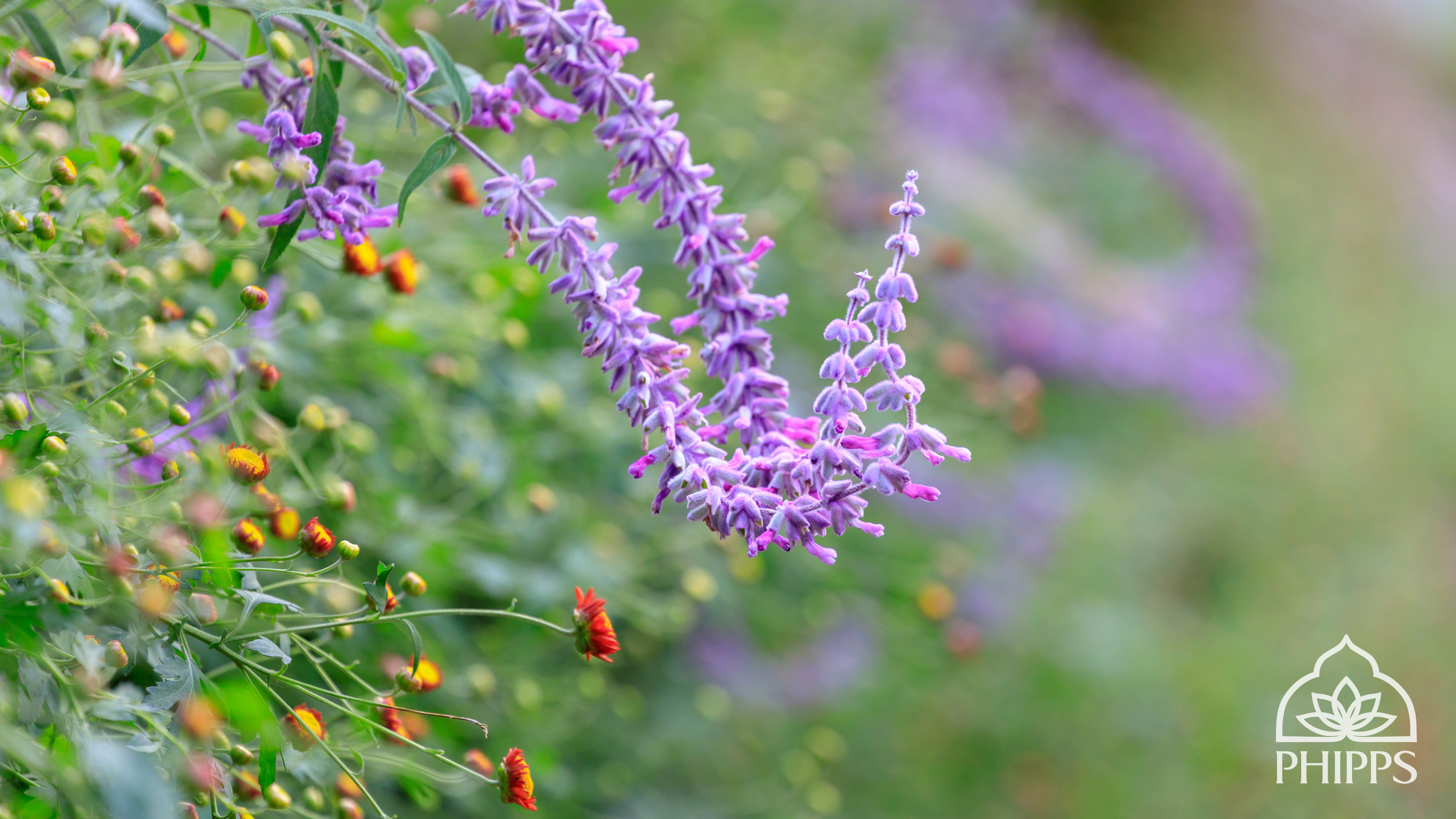 Desktop Wallpapers | Phipps Conservatory and Botanical Gardens ...