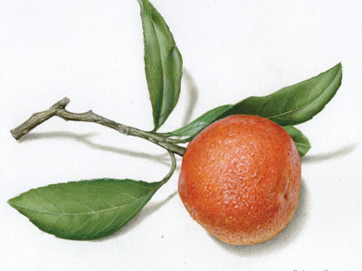 [Virtual] Watercolor Drybrush/Limning Techniques, September 8, 2024 9 ...