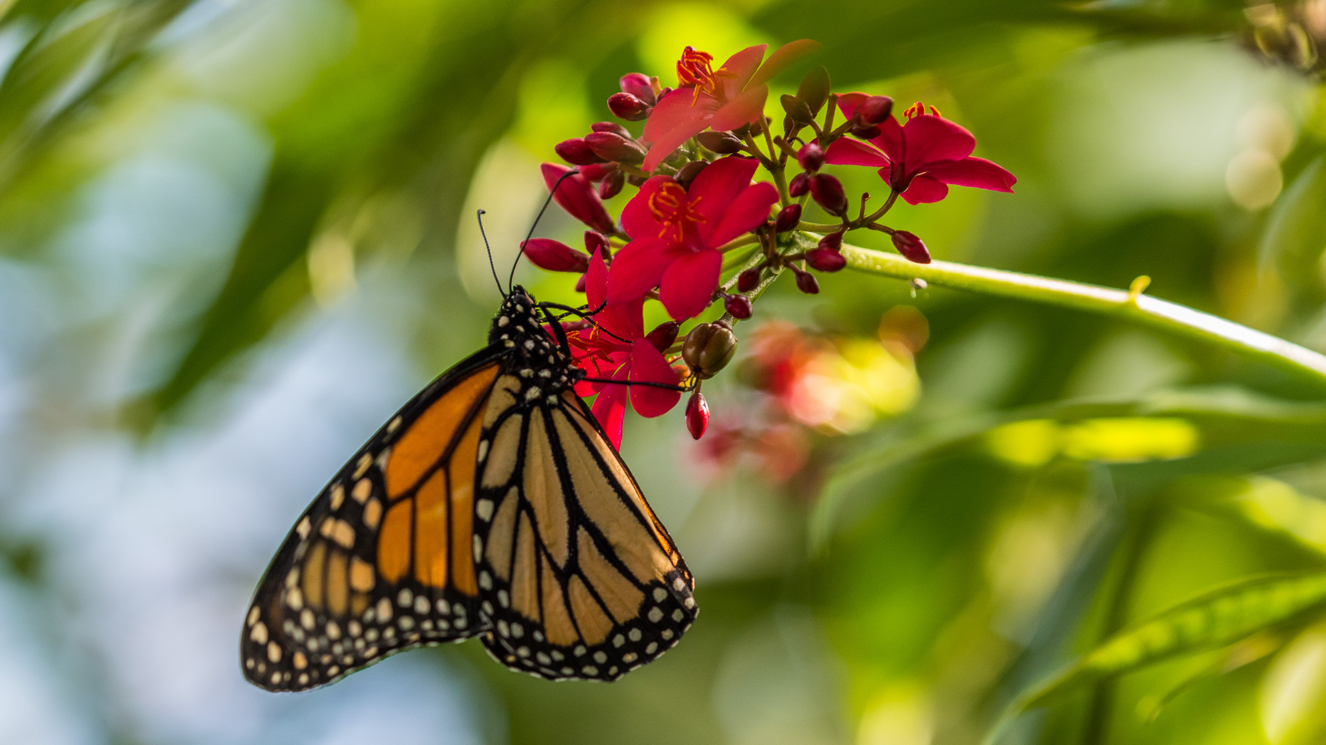 Desktop Wallpapers | Phipps Conservatory and Botanical Gardens ...