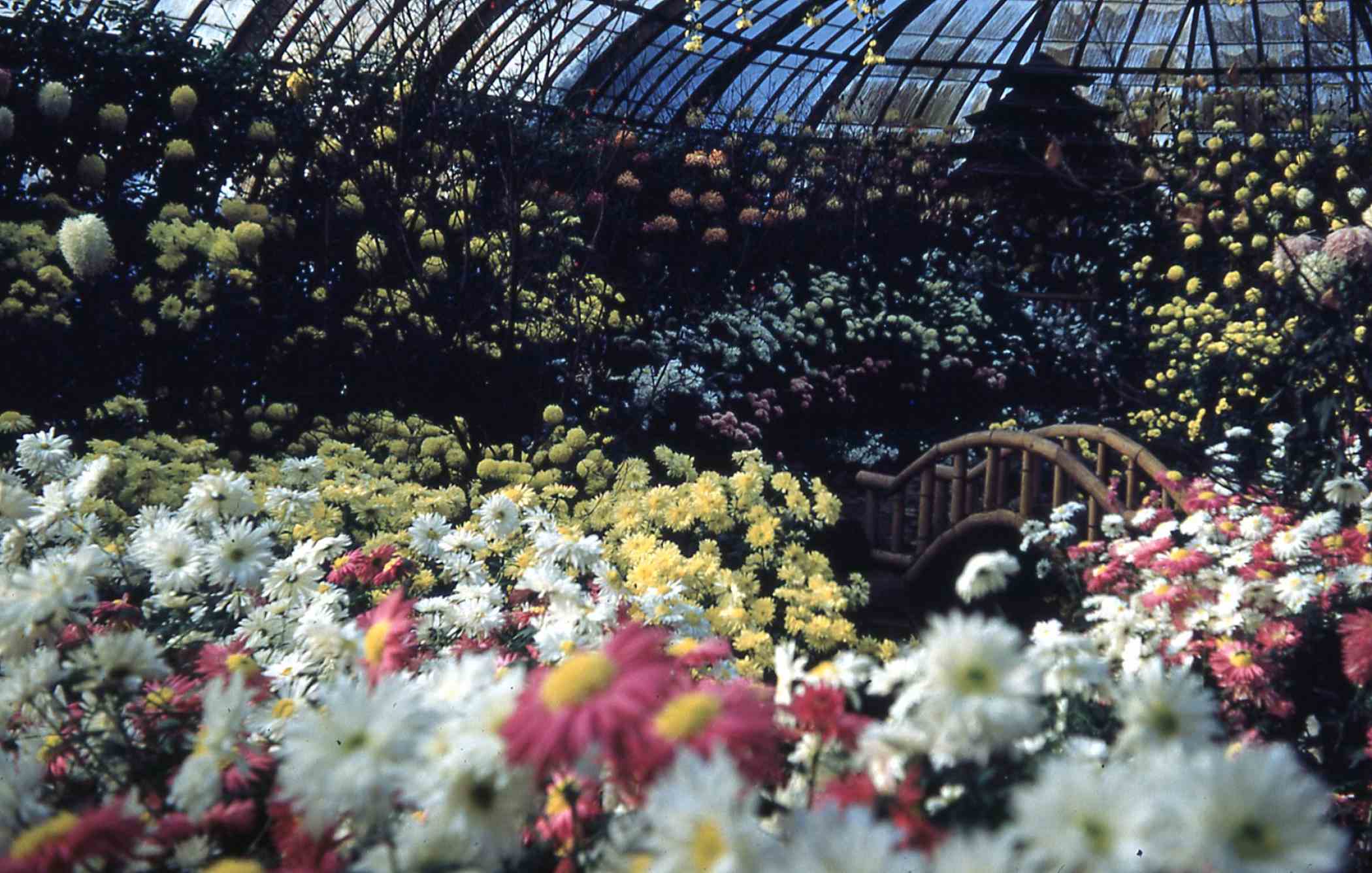 Fall Flower Show 1950 | Phipps Conservatory and Botanical Gardens ...