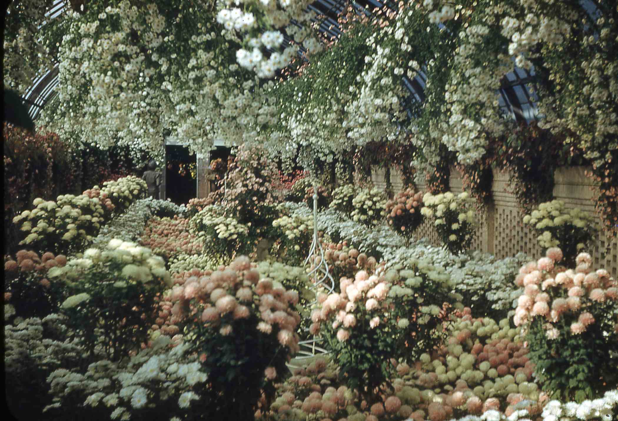 Fall Flower Show 1950 | Phipps Conservatory and Botanical Gardens ...