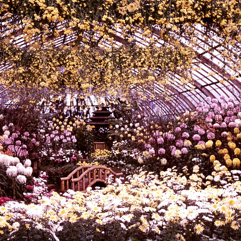 Fall Flower Show 1951 | Phipps Conservatory and Botanical Gardens ...