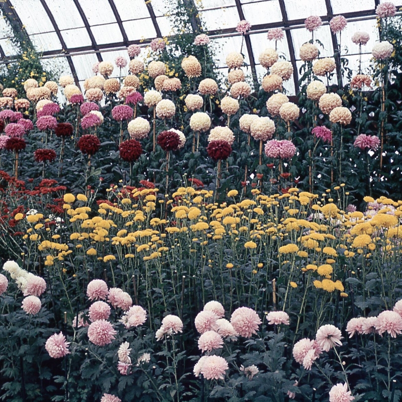 Fall Flower Show 1951 | Phipps Conservatory and Botanical Gardens ...