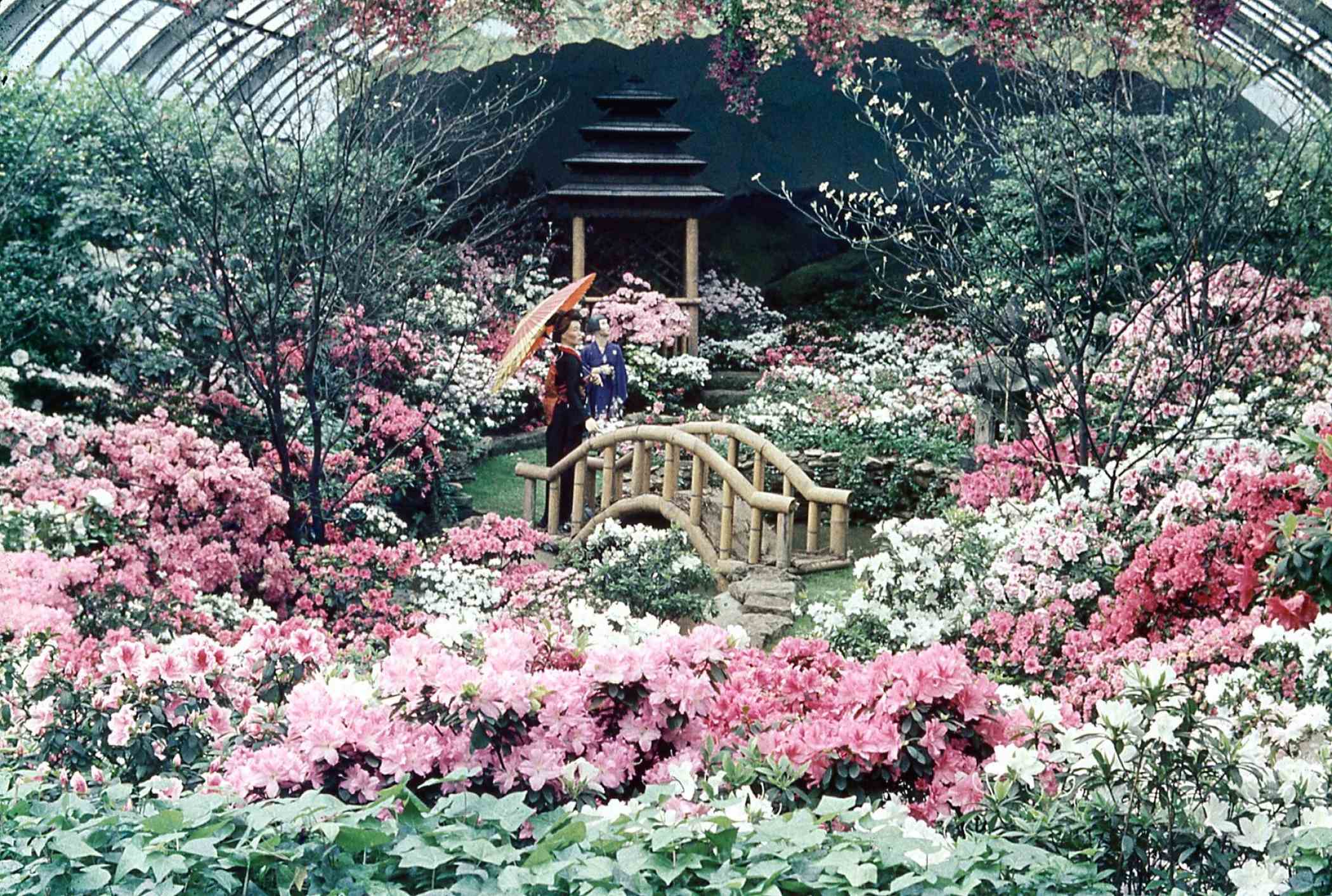 Spring Flower Show 1951 | Phipps Conservatory and Botanical Gardens ...