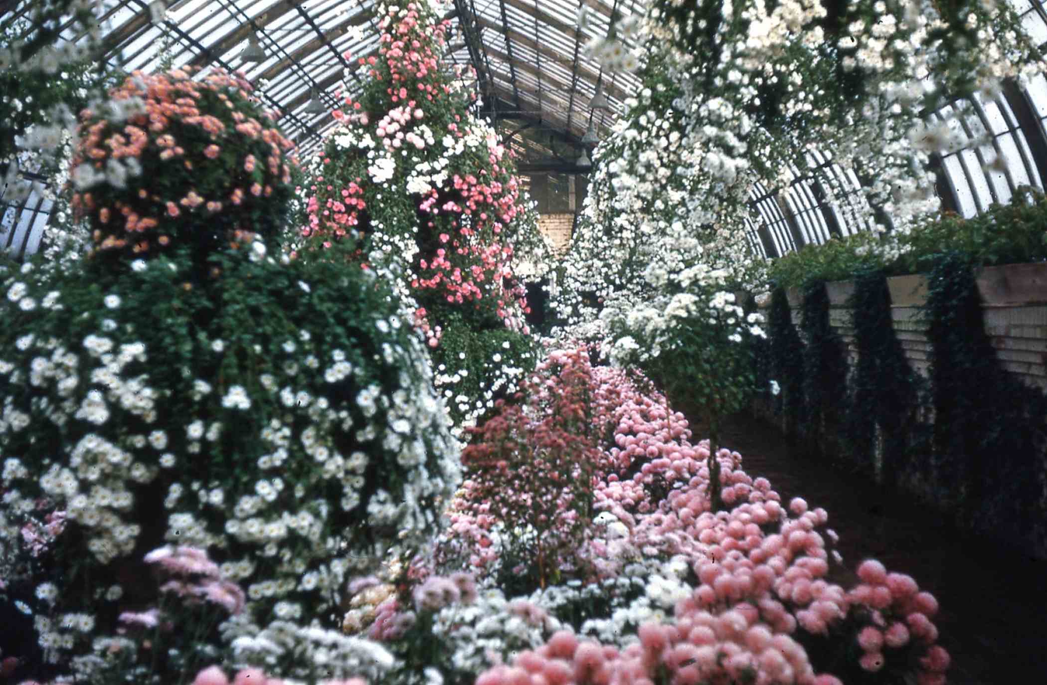 Fall Flower Show 1952 | Phipps Conservatory and Botanical Gardens ...