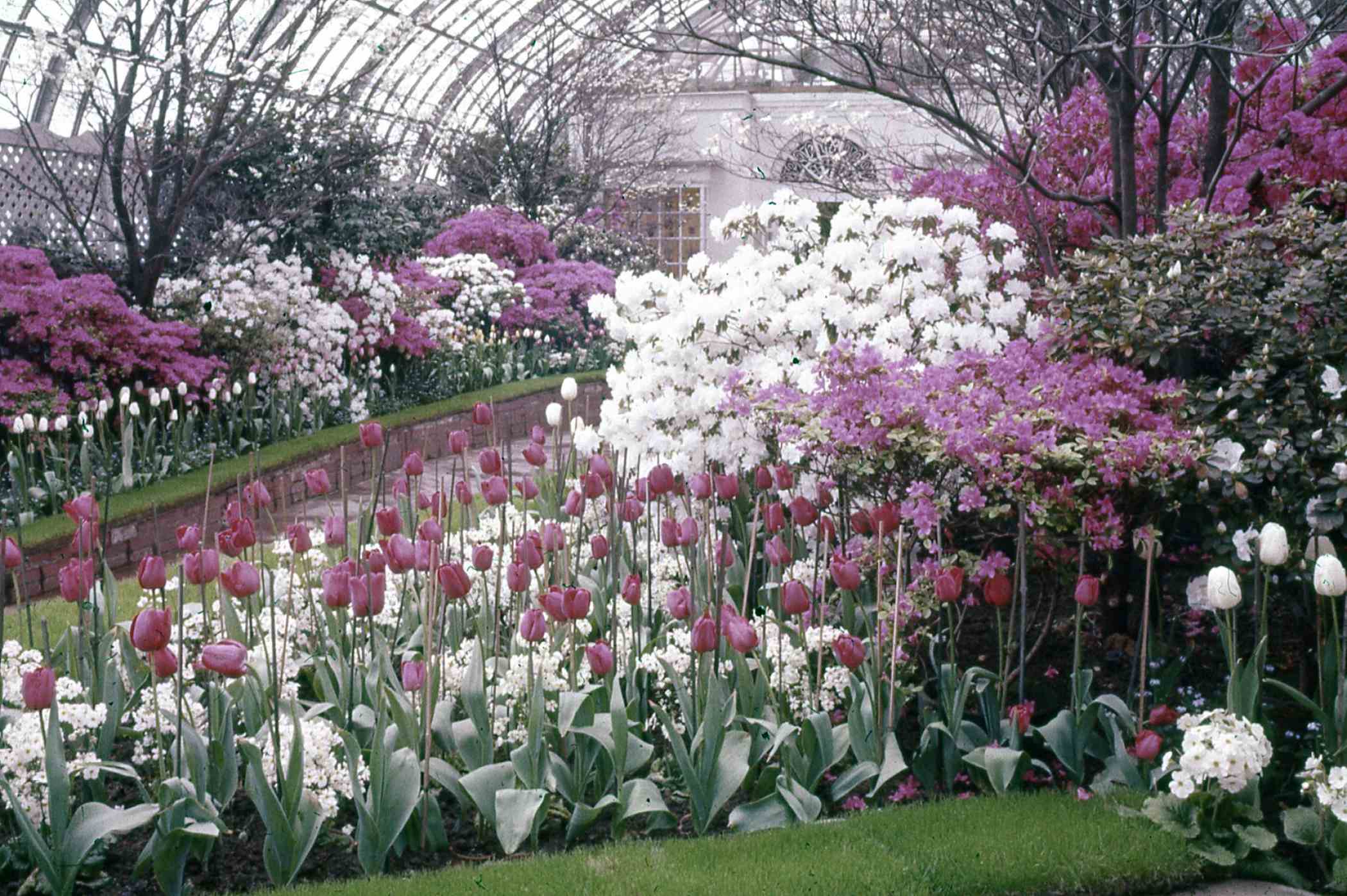 Spring Flower Show 1955: Wearing White for Eastertide | Phipps ...