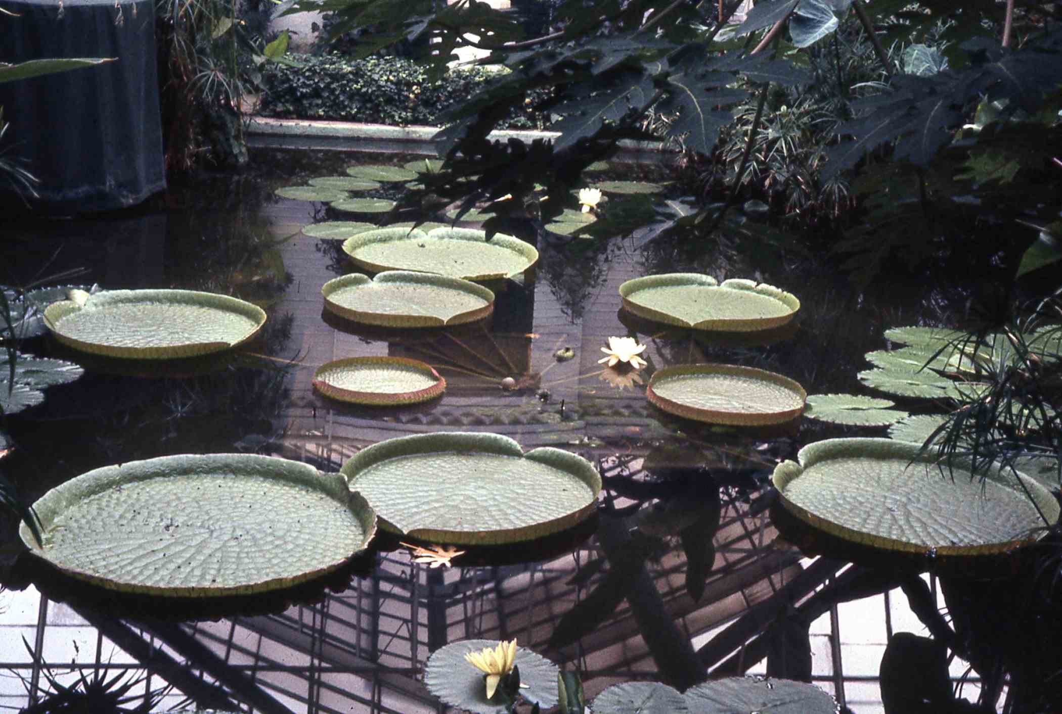 Fall Flower Show 1960 | Phipps Conservatory and Botanical Gardens ...