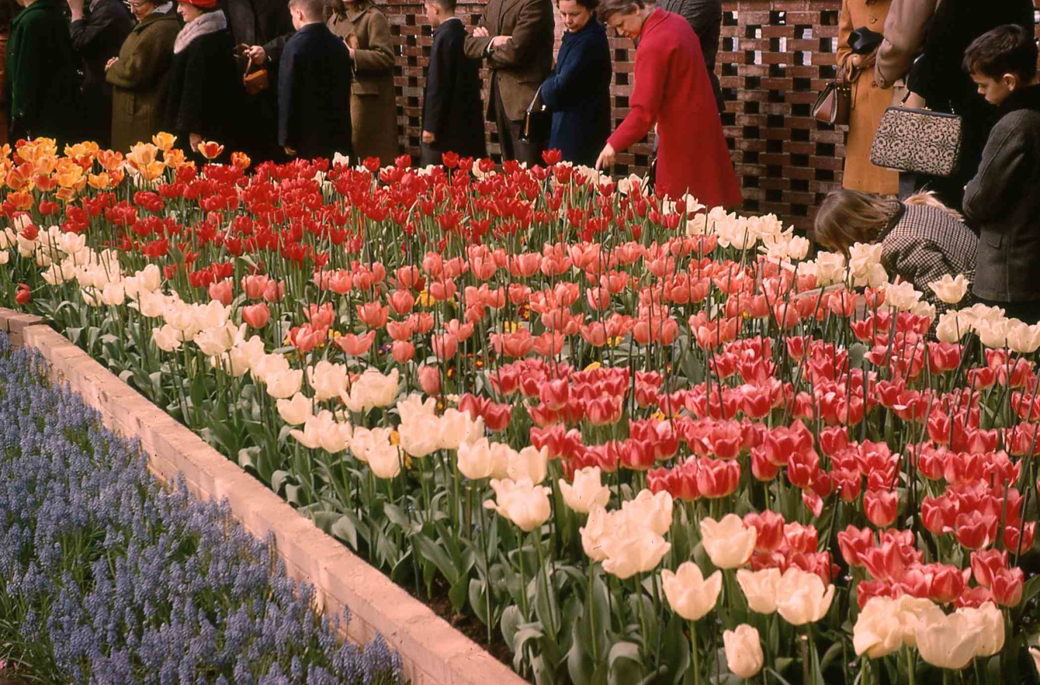 Spring Flower Show 1967 | Phipps Conservatory and Botanical Gardens ...