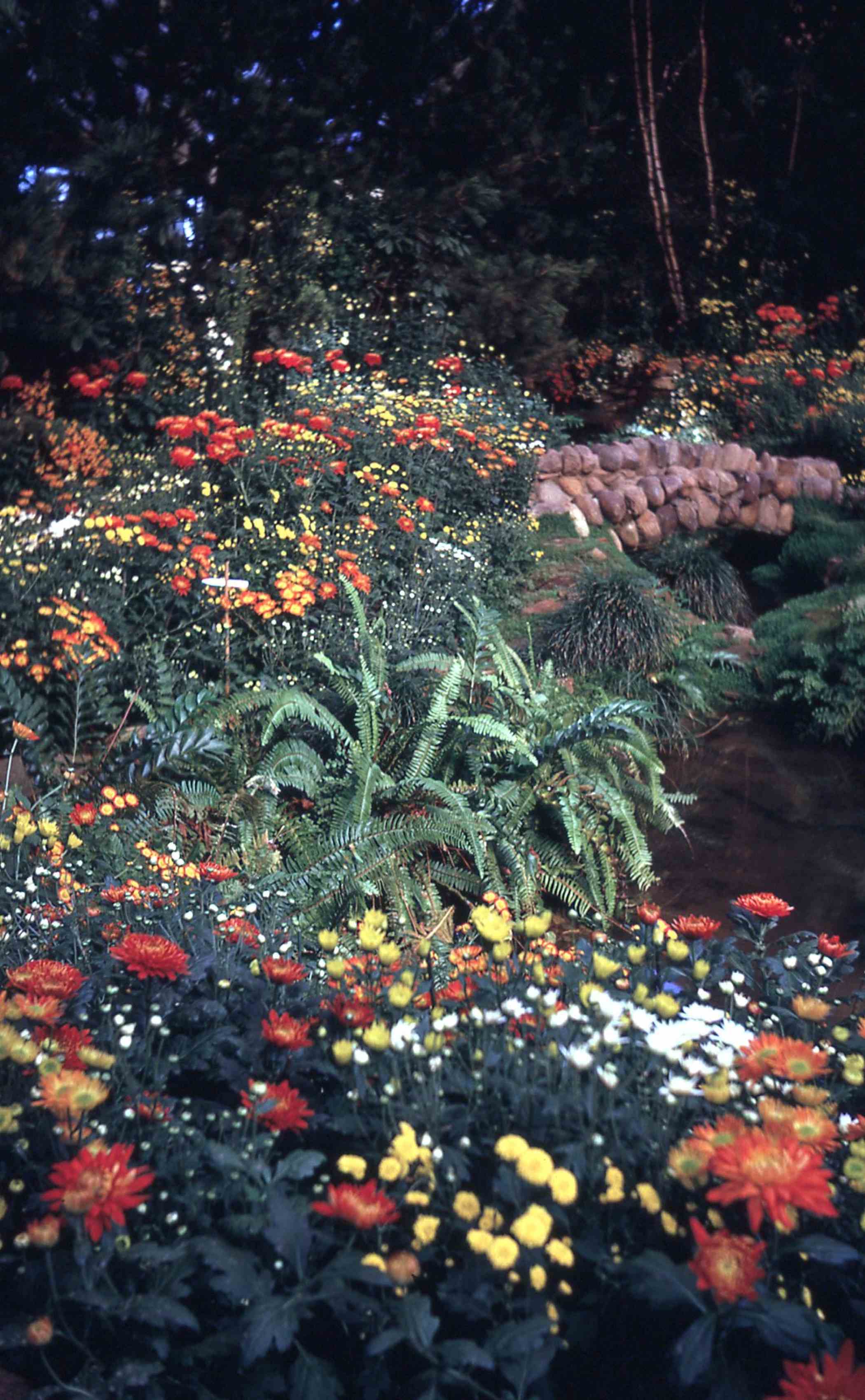 Fall Flower Show 1970 | Phipps Conservatory and Botanical Gardens ...