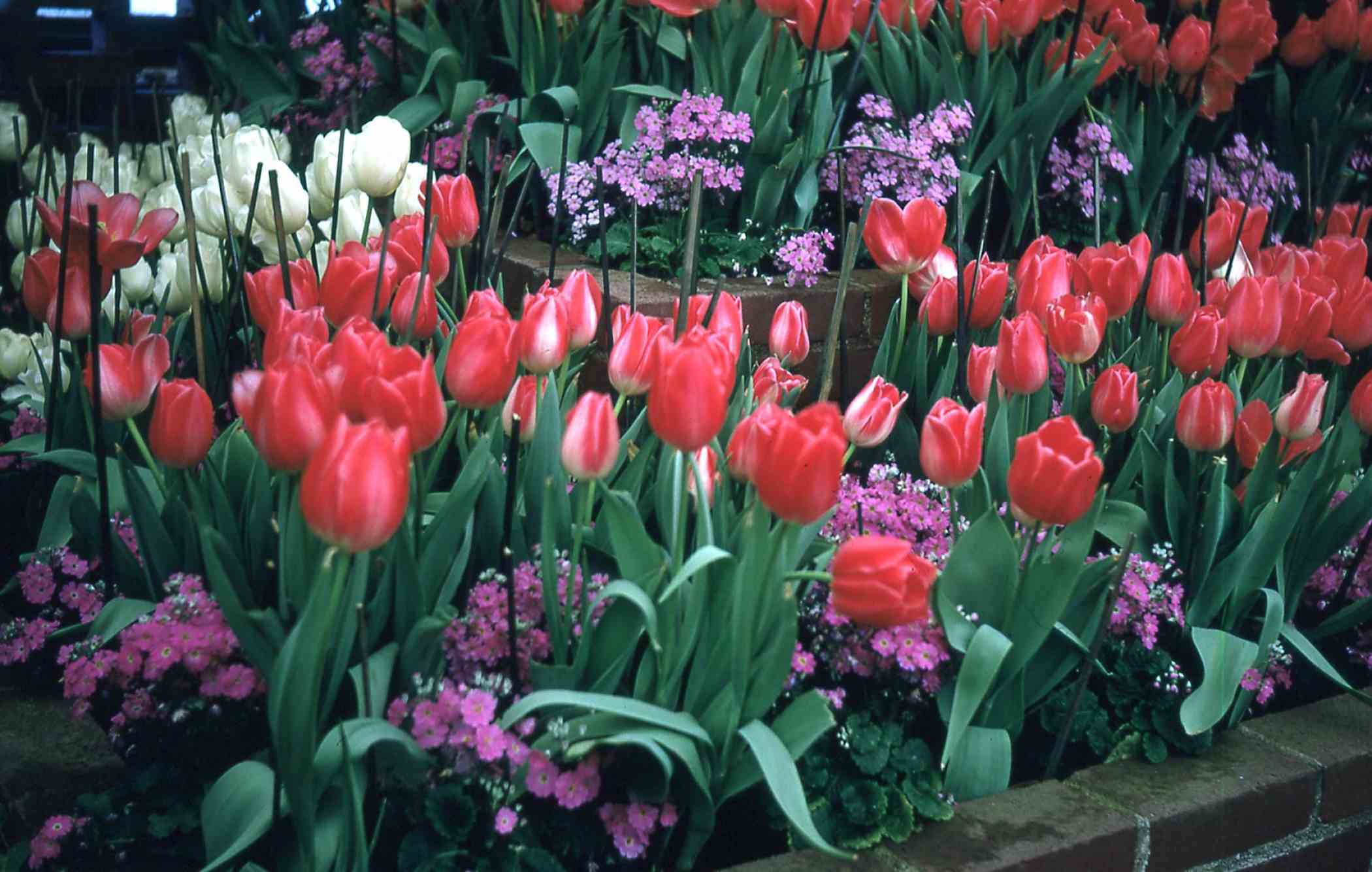 Spring Flower Show 1971 | Phipps Conservatory and Botanical Gardens ...