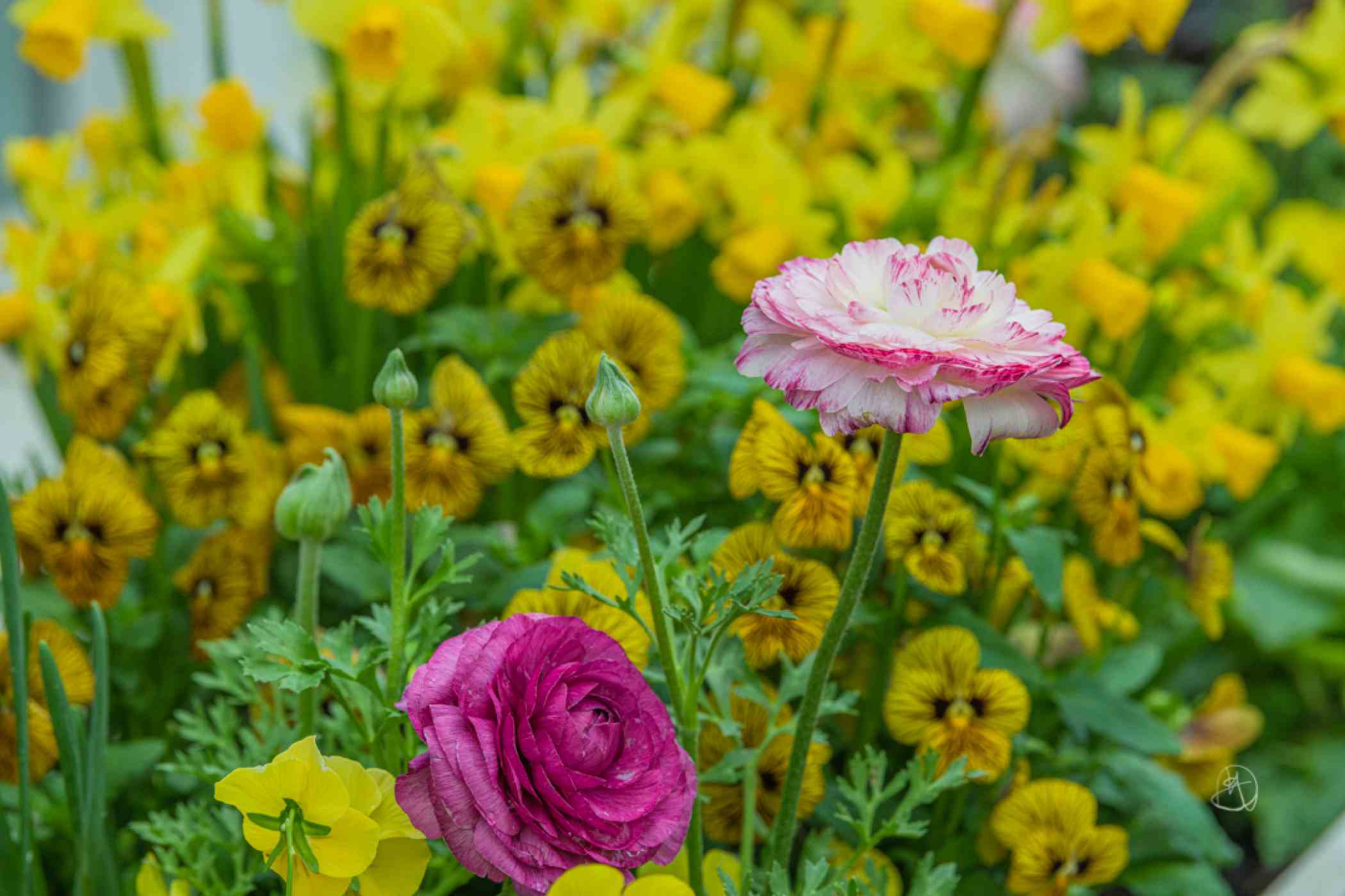 Spring Flower Show 2021: Canopy of Color | Phipps Conservatory and ...