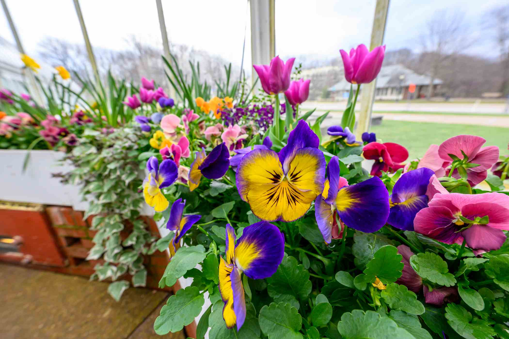 Spring Flower Show 2025: A Bloom for Every Room | Phipps Conservatory ...
