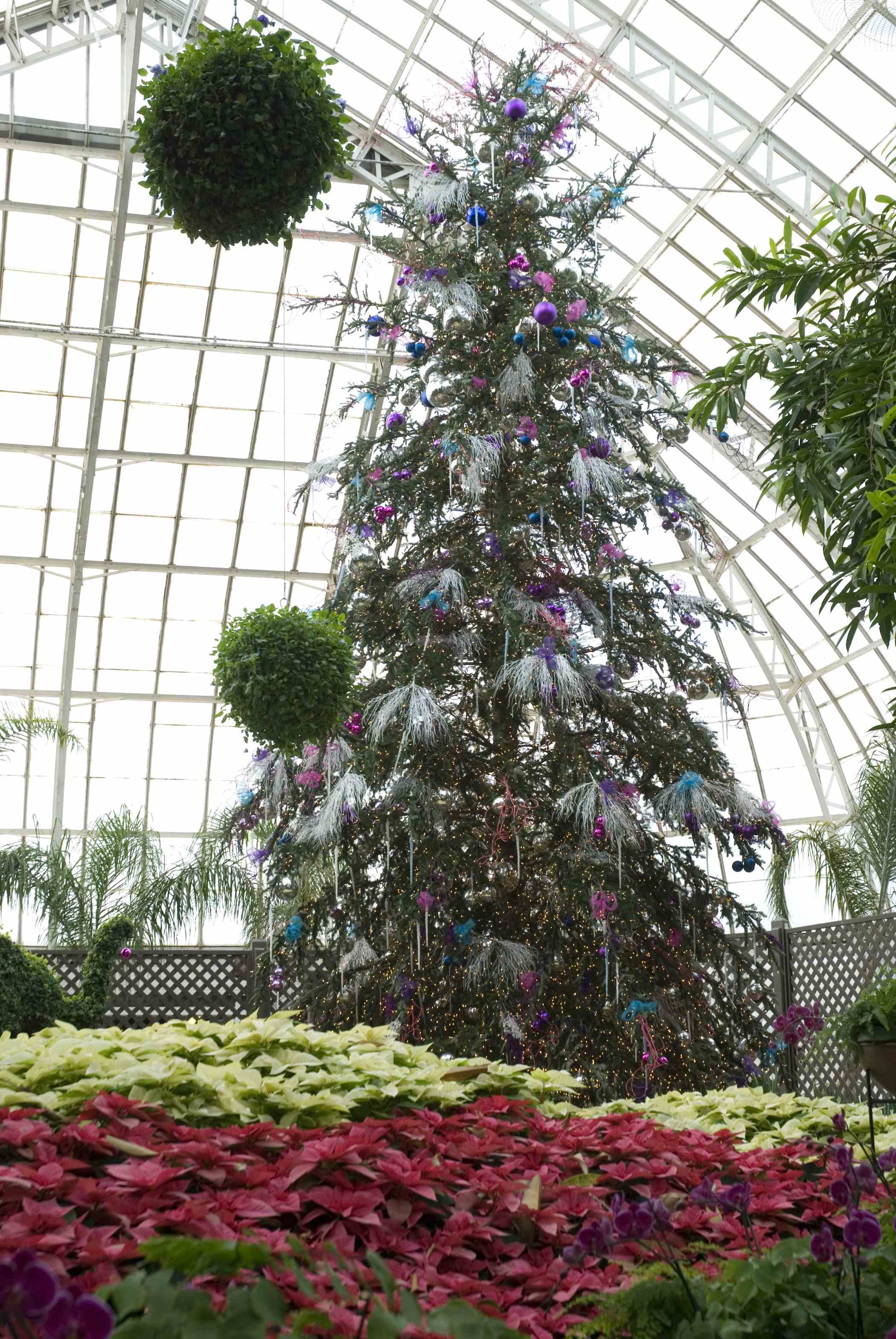 Winter Flower Show 2006: Shades of the Season | Phipps Conservatory and ...