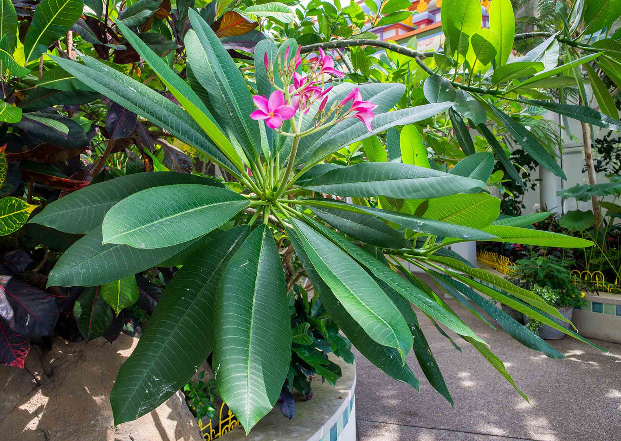 Tropical Forest India | Phipps Conservatory and Botanical Gardens ...