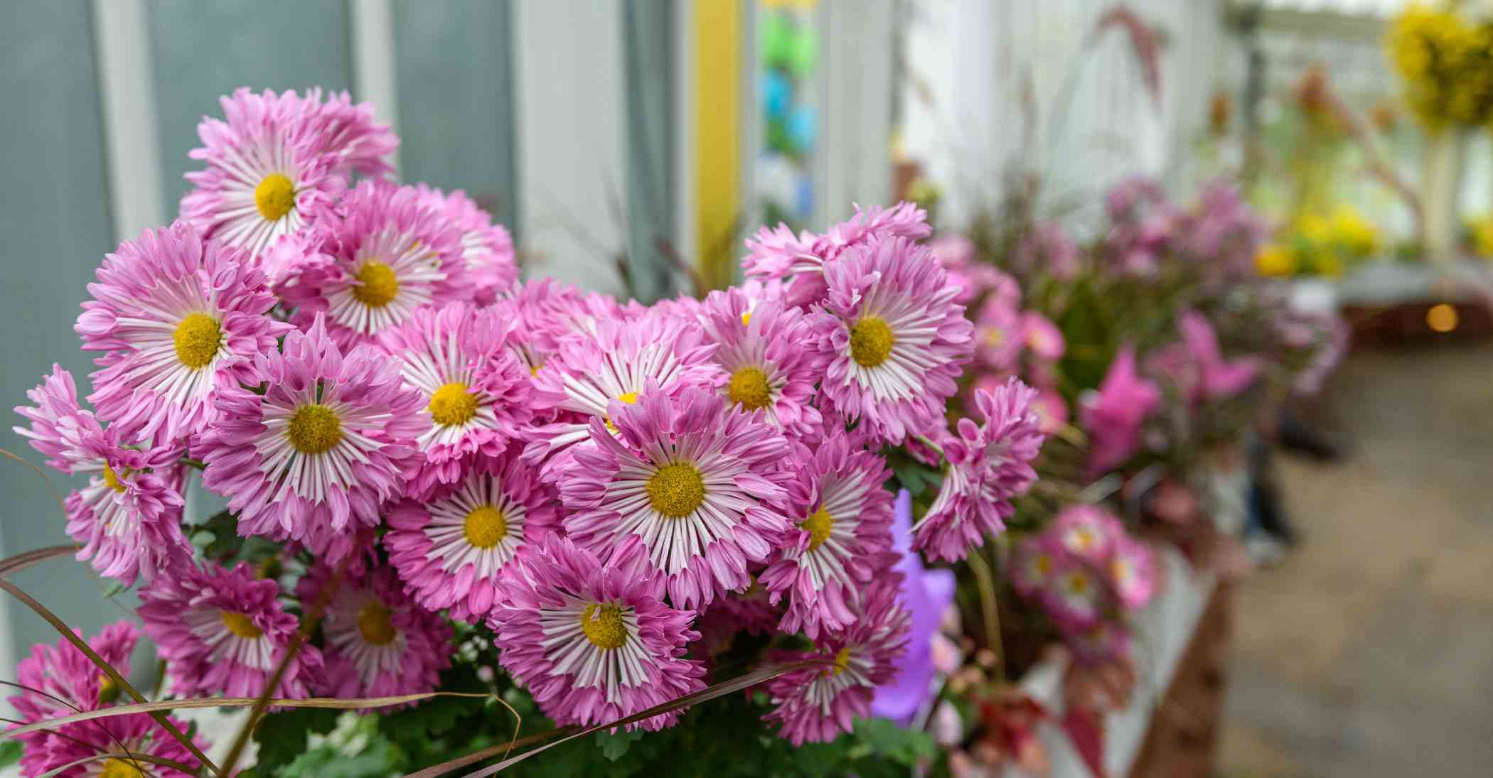 Fall Flower Show 2022: Blooms Under the Big Top | Phipps Conservatory ...