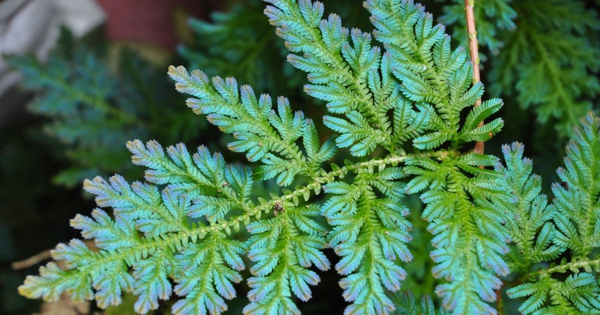 Ferns, Fruits and Mangroves on the Road to Havana | Phipps Conservatory ...