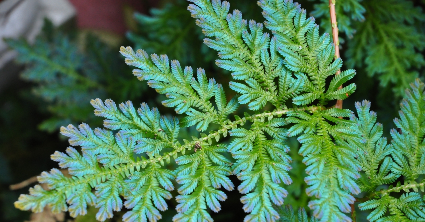 Ferns, Fruits and Mangroves on the Road to Havana | Phipps Conservatory ...