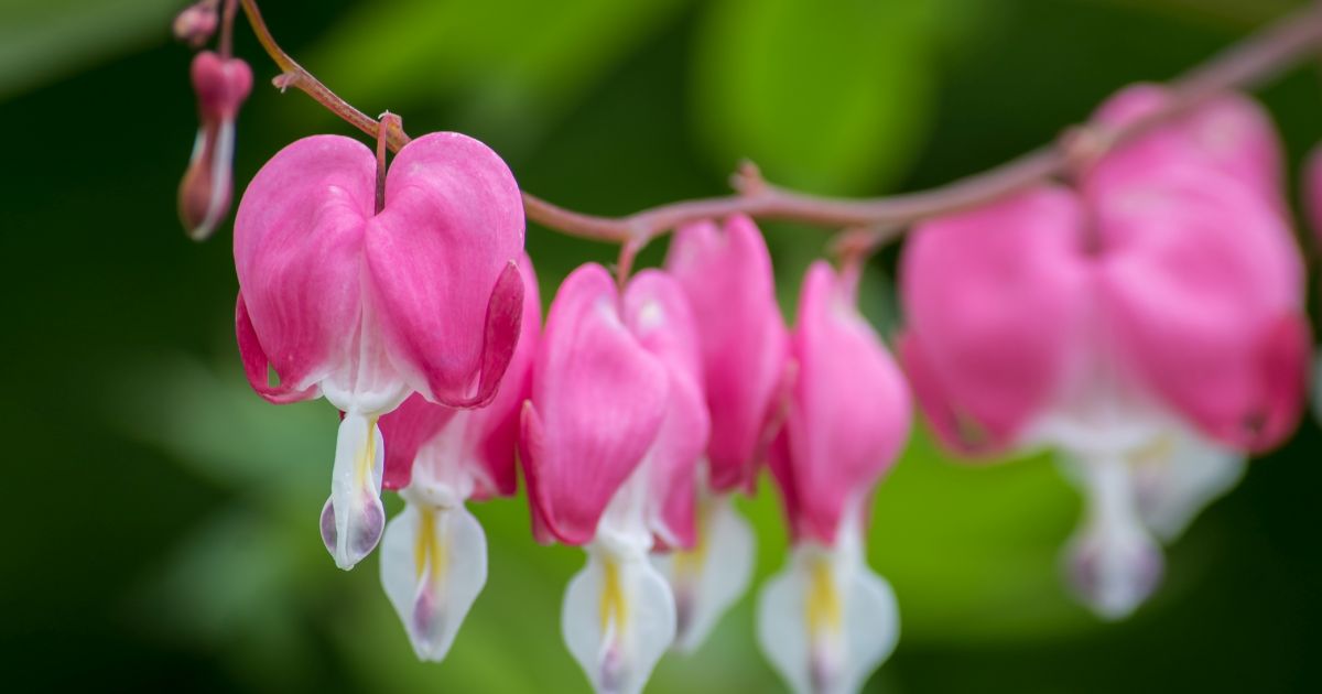 Fairchild Challenge at Phipps: Challenge #2 Winners Announced! | Phipps ...