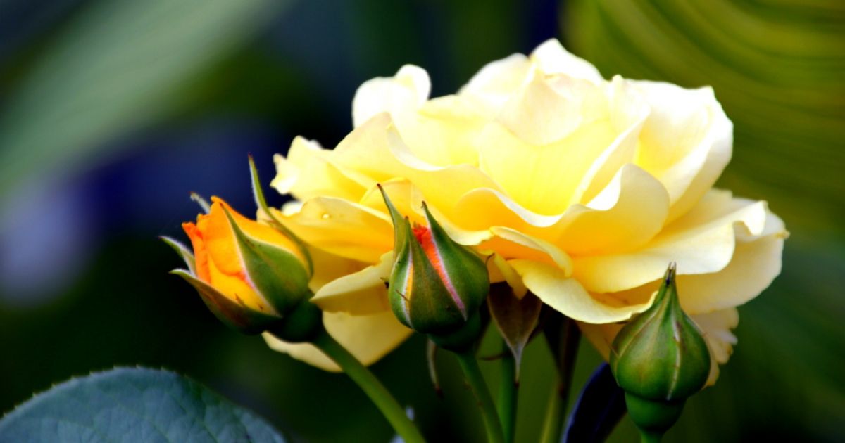 2021 - 2022 Fairchild Challenge Awards Announced! | Phipps Conservatory ...