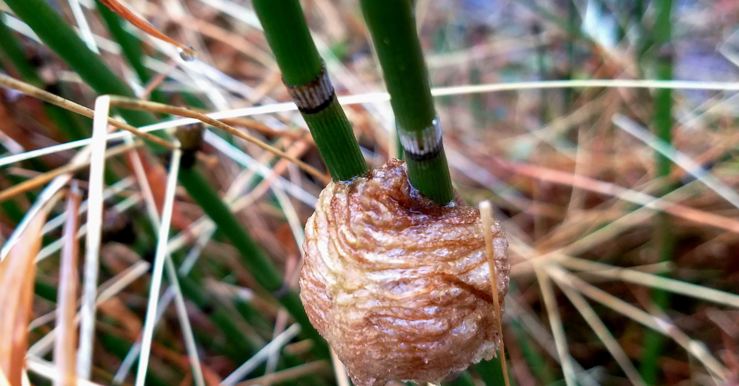 #bioPGH Blog: Oothecae Abound! | Phipps Conservatory and Botanical ...