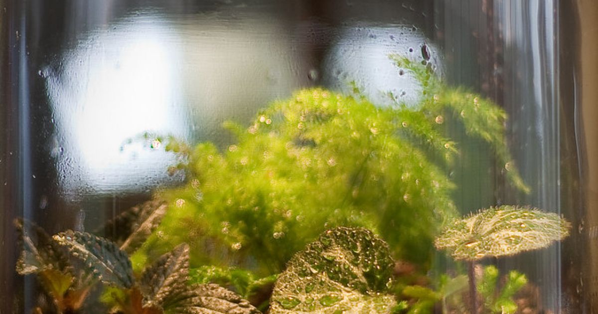 Water-Cycling Terrarium | Phipps Conservatory and Botanical Gardens ...