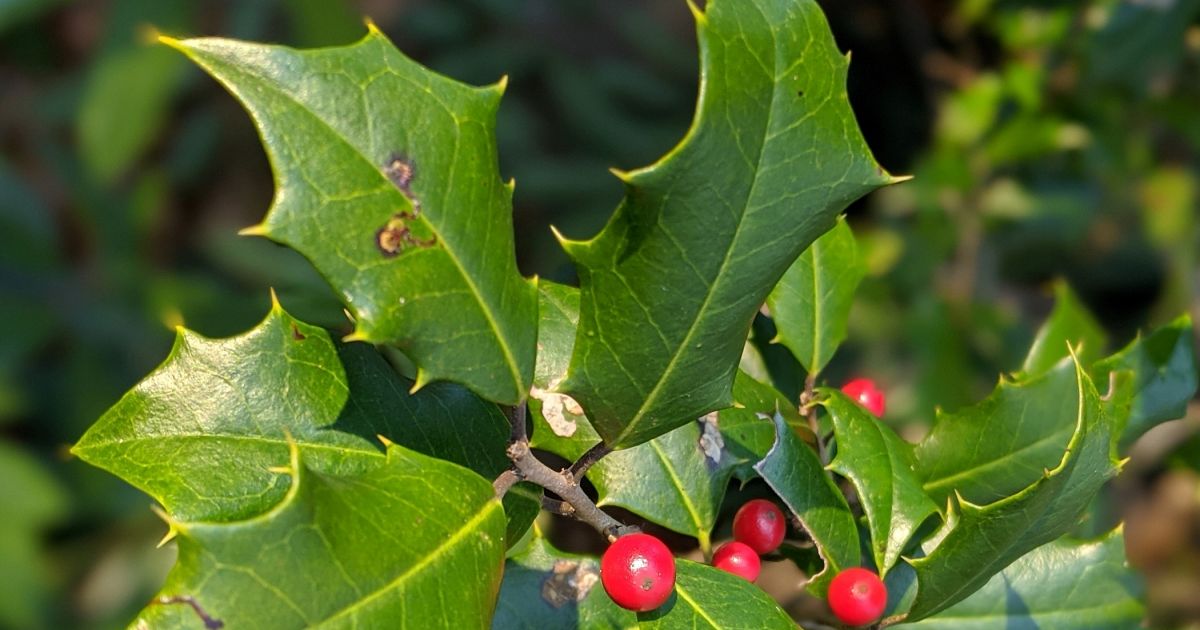 holly leaf