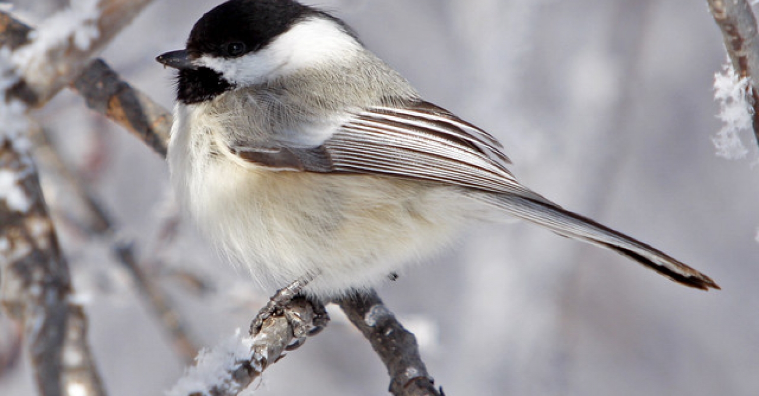 #bioPGH: Winter Ecology | Phipps Conservatory and Botanical Gardens ...