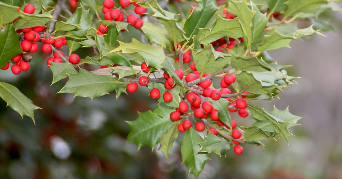 #bioPGH Blog: American Holly | Phipps Conservatory and Botanical ...
