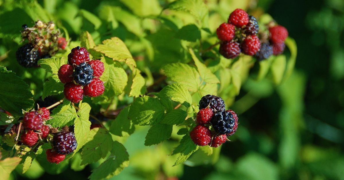 #bioPGH Blog: Black Raspberries | Phipps Conservatory and Botanical ...