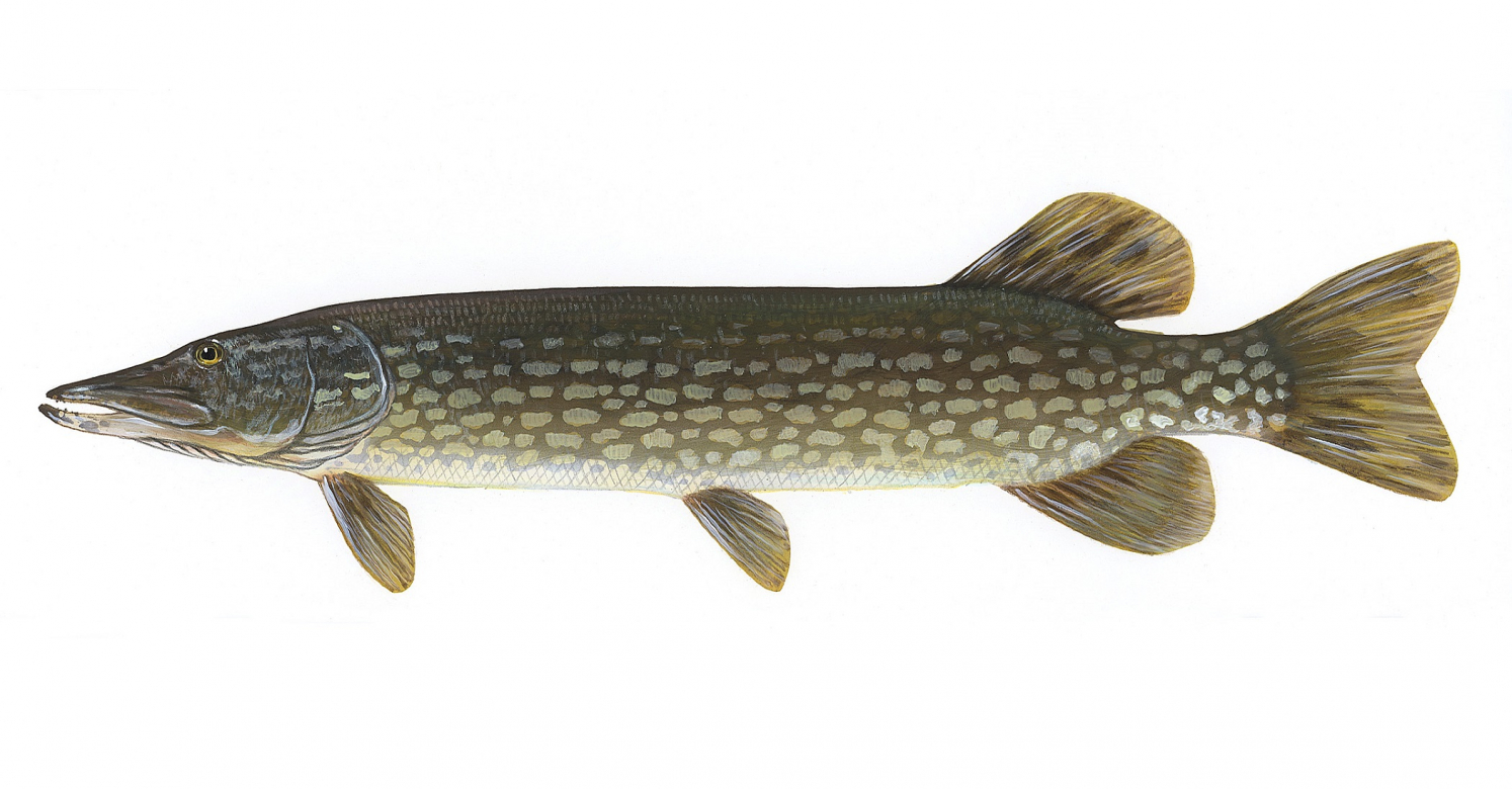 Northern Pike Teeth