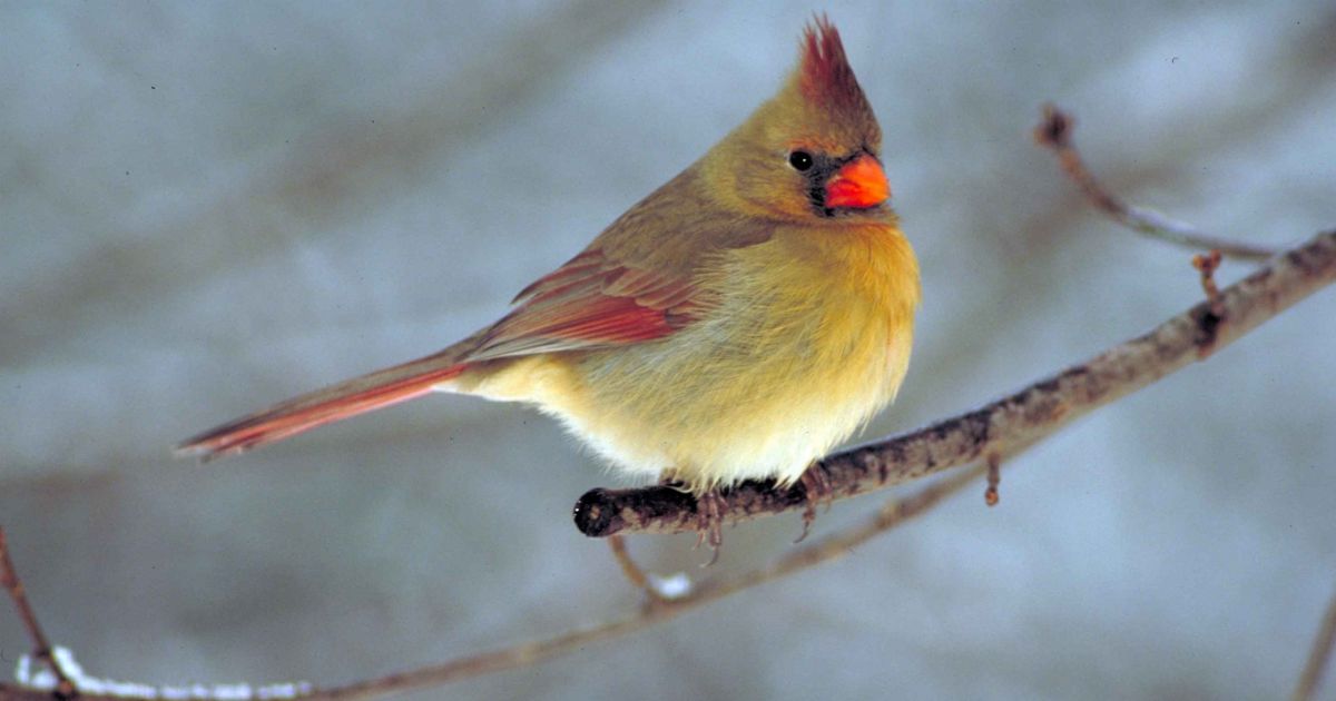 #bioPGH Blog: Northern Cardinals | Phipps Conservatory and Botanical ... #bioPGH Blog: Northern Cardinals | Phipps Conservatory and Botanical ...