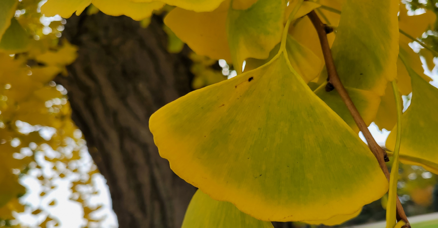 ginkgo plants examples