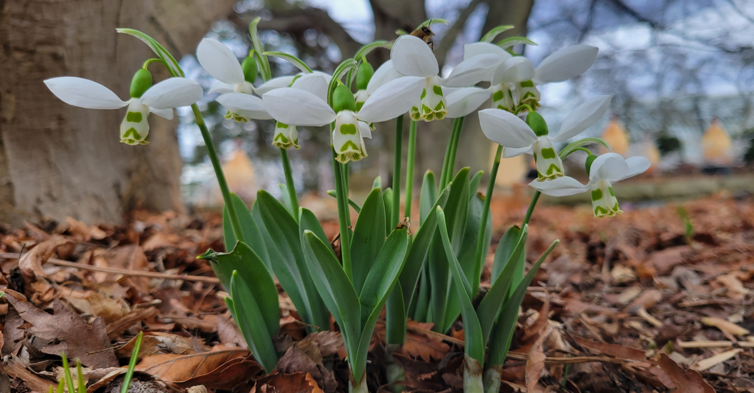 snowdrop fields