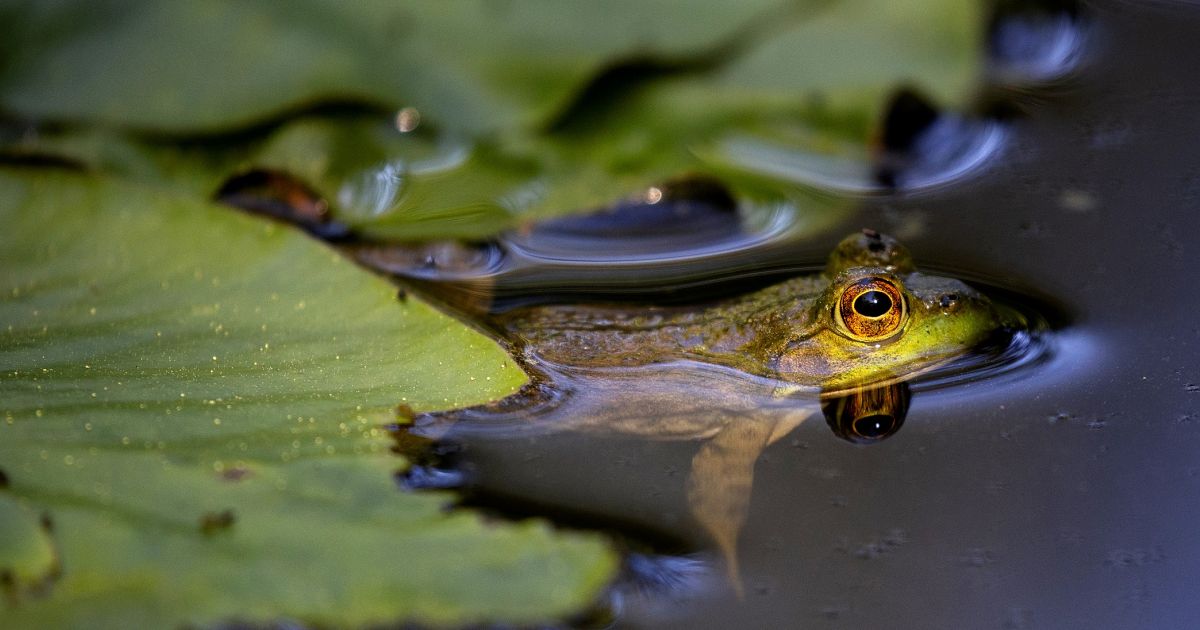 #bioPGH Blog: Bullfrog Bonanza | Phipps Conservatory and Botanical ...