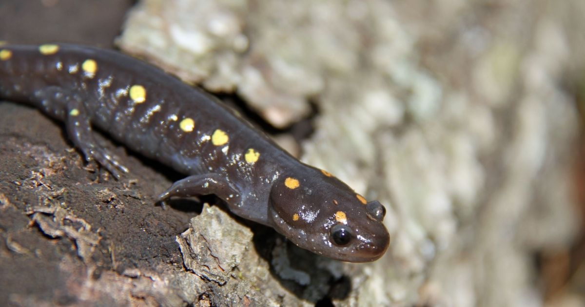Salamander Laying Eggs