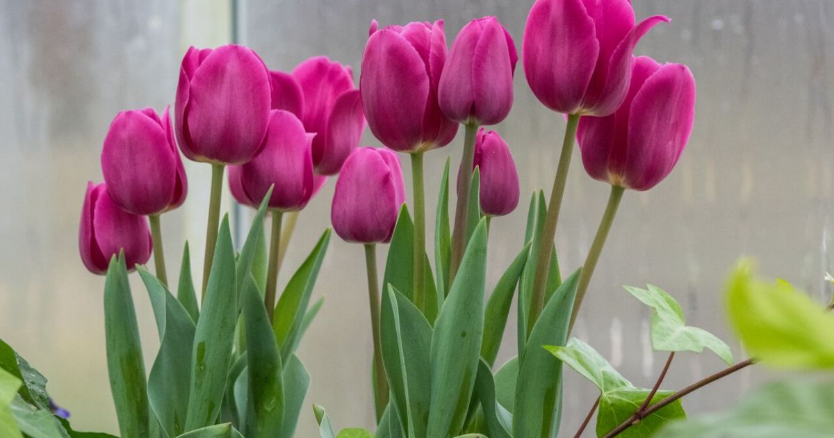 #bioPGH Blog: Tulipmania! | Phipps Conservatory and Botanical Gardens ...