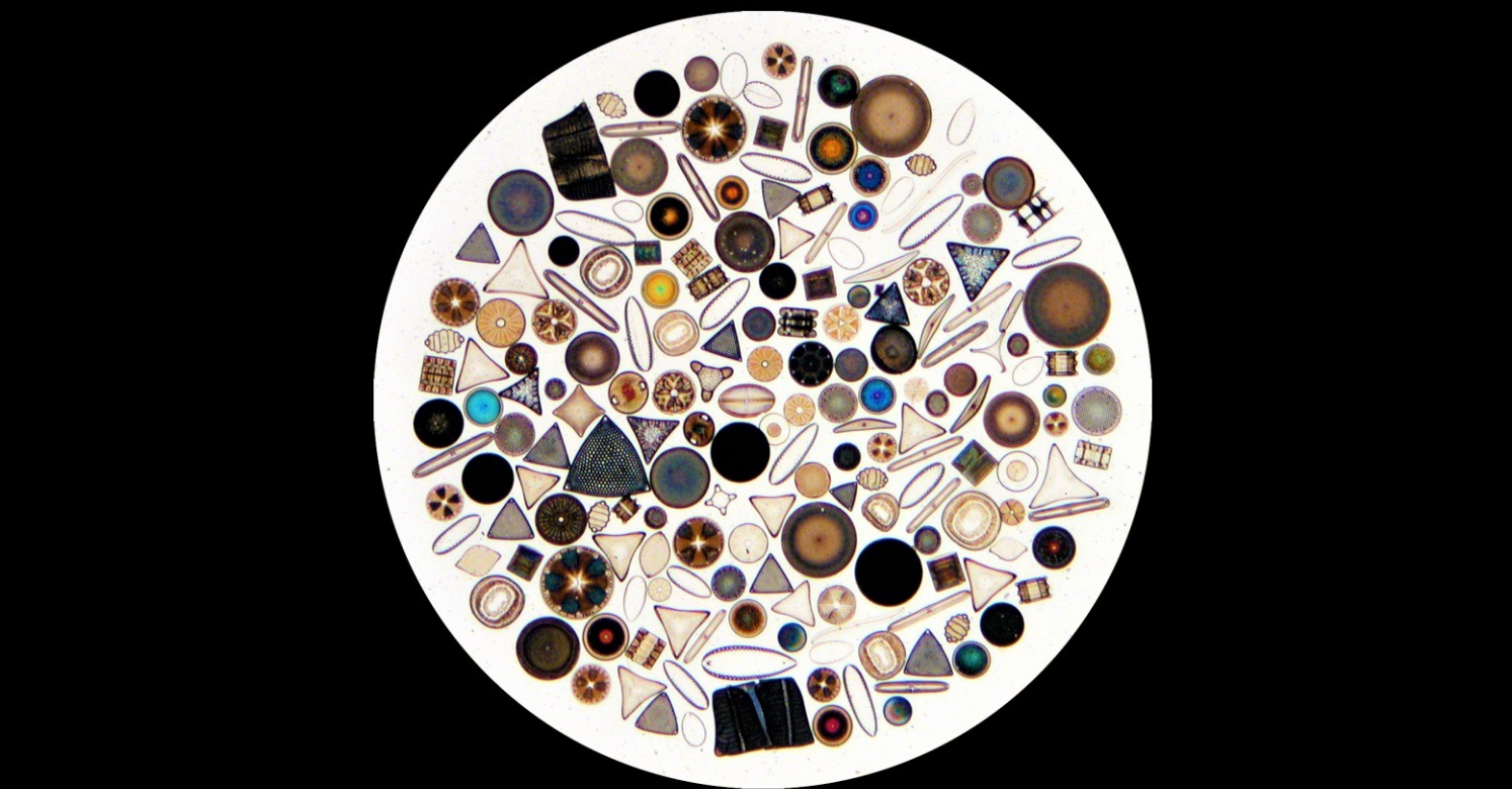 diatoms description