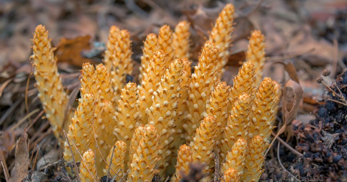 #bioPGH Blog: Bear Corn | Phipps Conservatory and Botanical Gardens ...