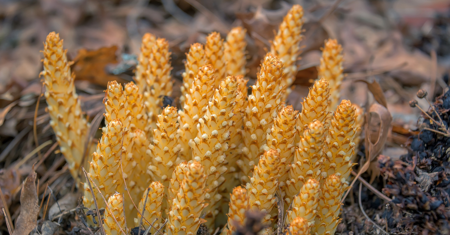 #bioPGH Blog: Bear Corn | Phipps Conservatory and Botanical Gardens | Pittsburgh PA