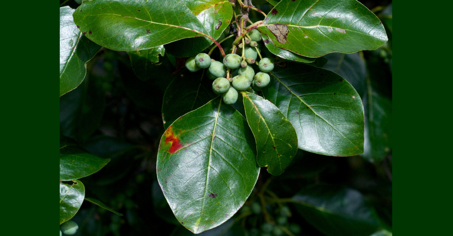 Black Gum Tree Fruit