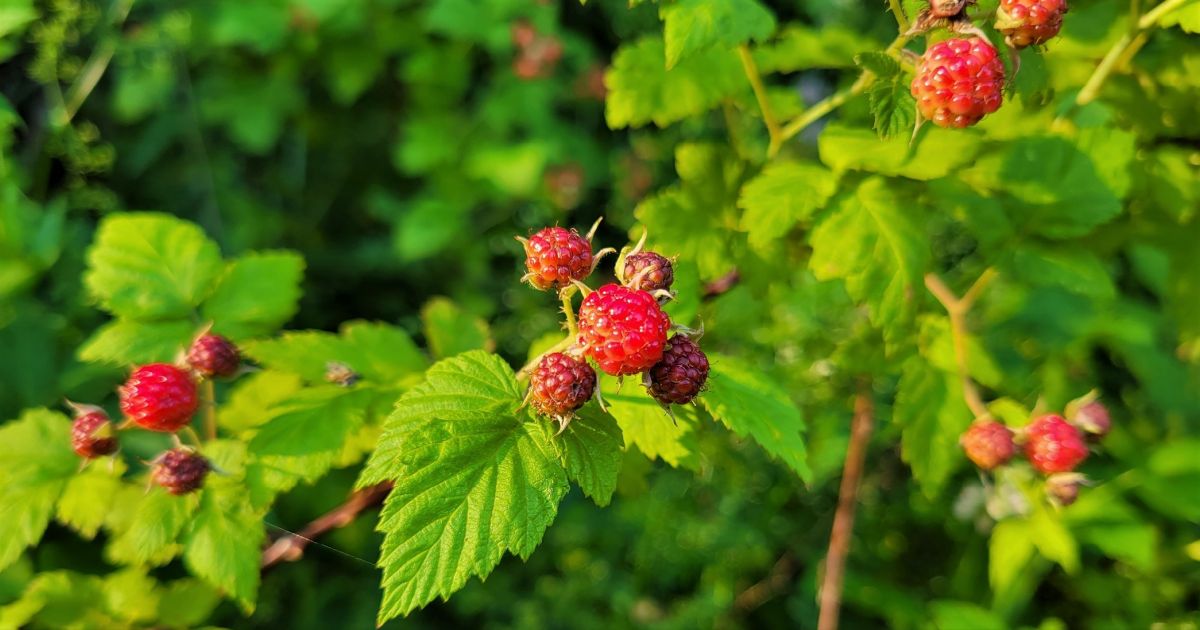 #bioPGH Blog: Berried Treasure! | Phipps Conservatory and Botanical ...