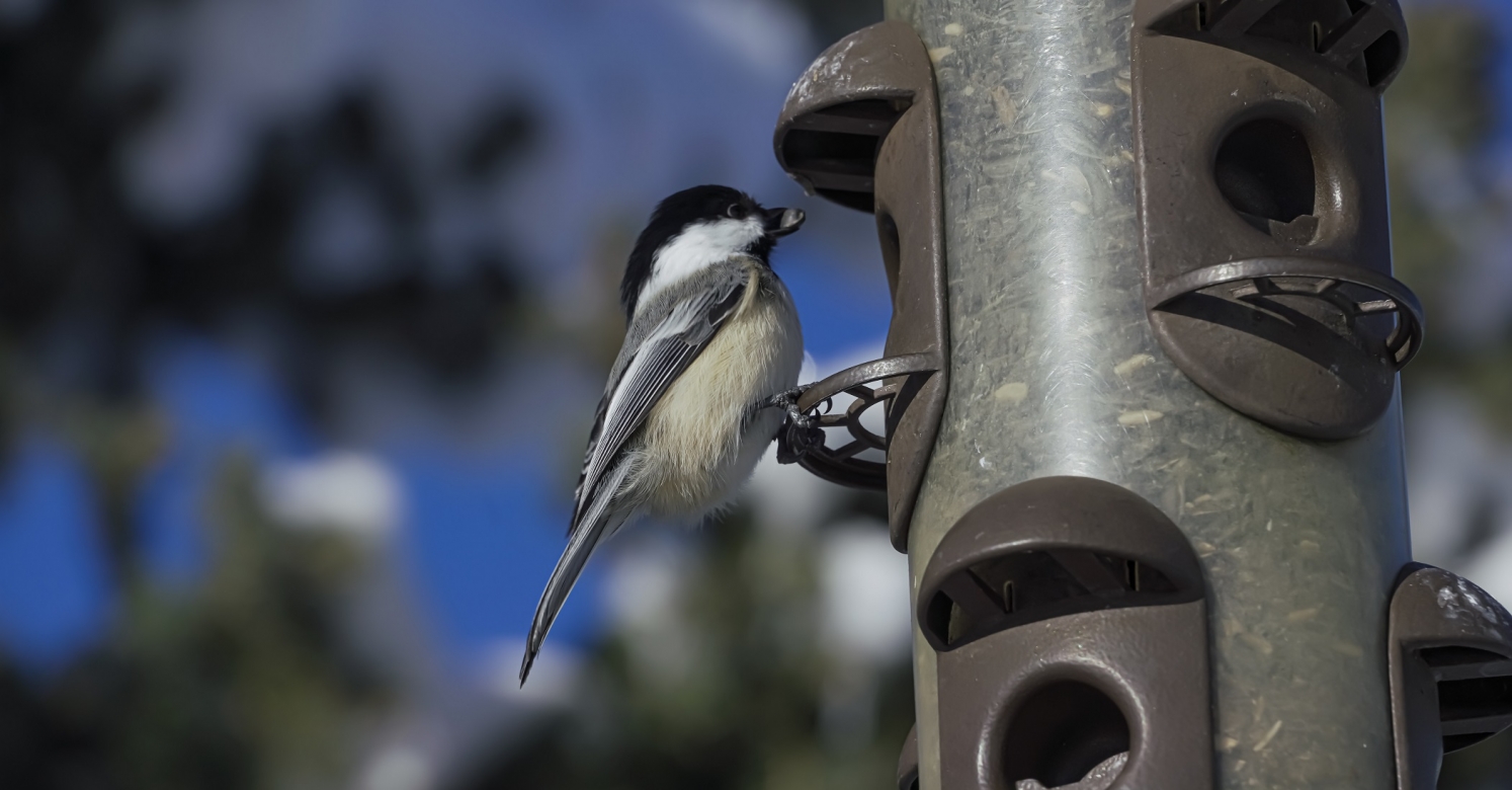 #bioPGH Blog: Of Bird Brains and Cab Drivers | Phipps Conservatory and ...