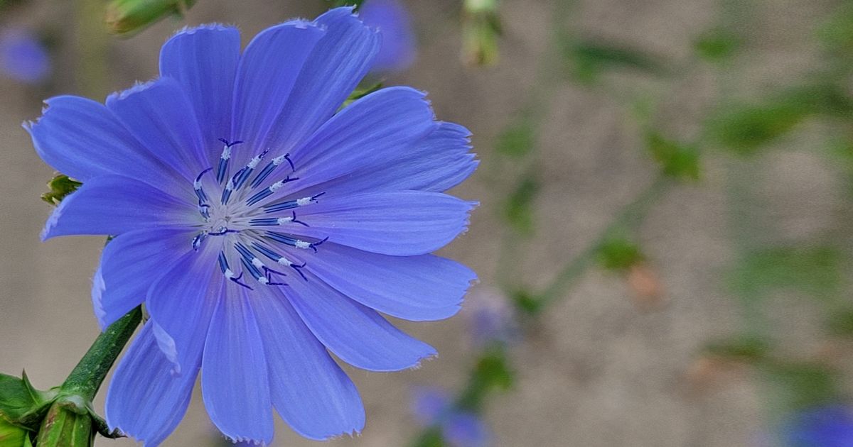 chicory flowering