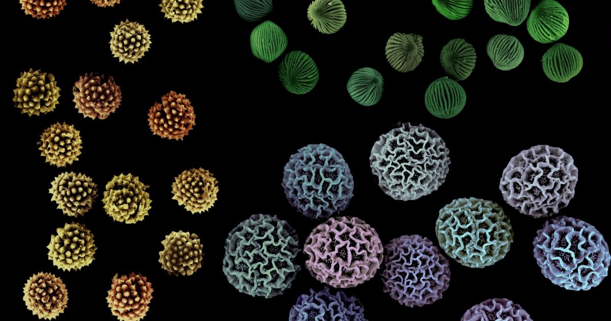 #bioPGH Blog: Prolific Pollen! | Phipps Conservatory and Botanical ...