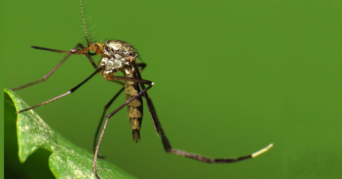 #bioPGH Blog: Mosquitoes | Phipps Conservatory and Botanical Gardens ... #bioPGH Blog: Mosquitoes | Phipps Conservatory and Botanical Gardens ...
