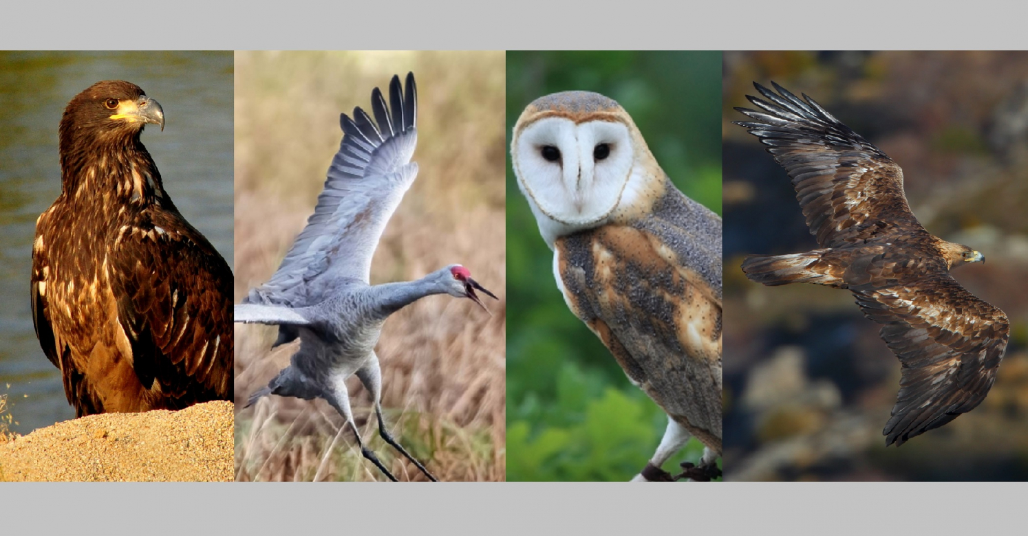 #bioPGH Blog: What Wildlife Might Be Hiding in a Modern Monster Lore ...