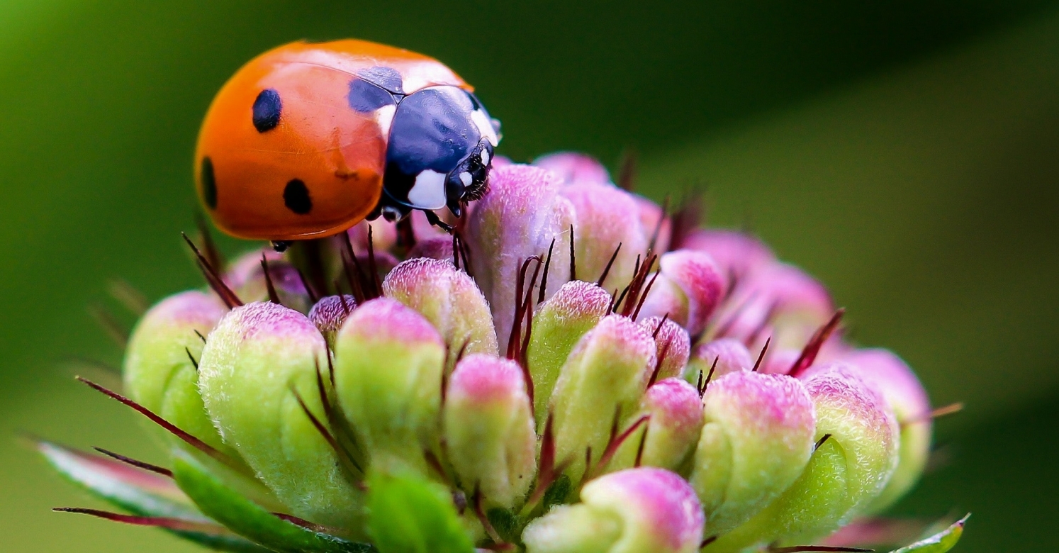 Real Ladybugs On Flowers