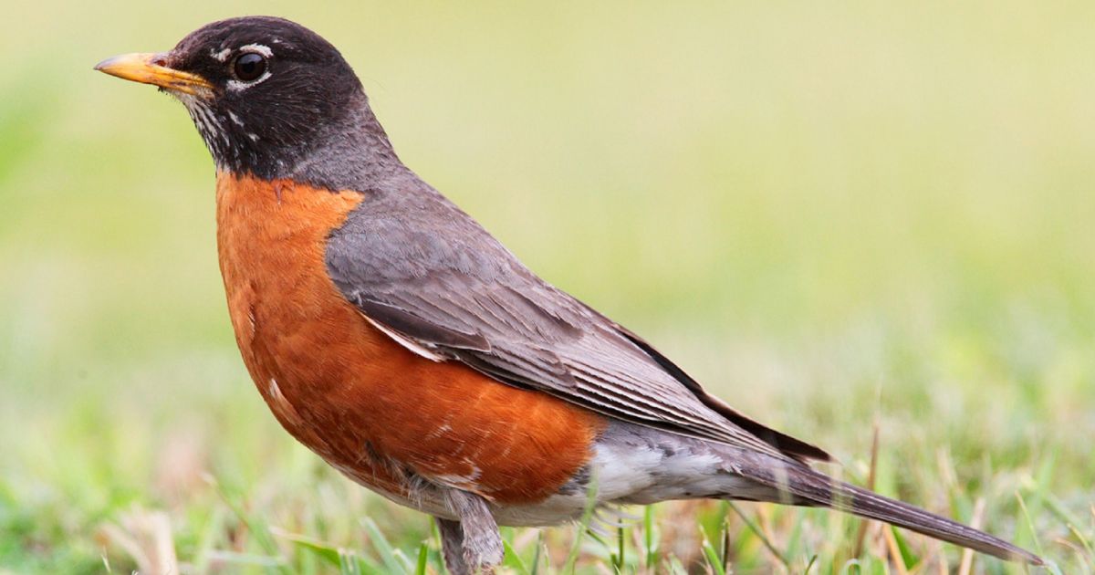 #bioPGH Blog: The Rockin' Robin | Phipps Conservatory and Botanical ...