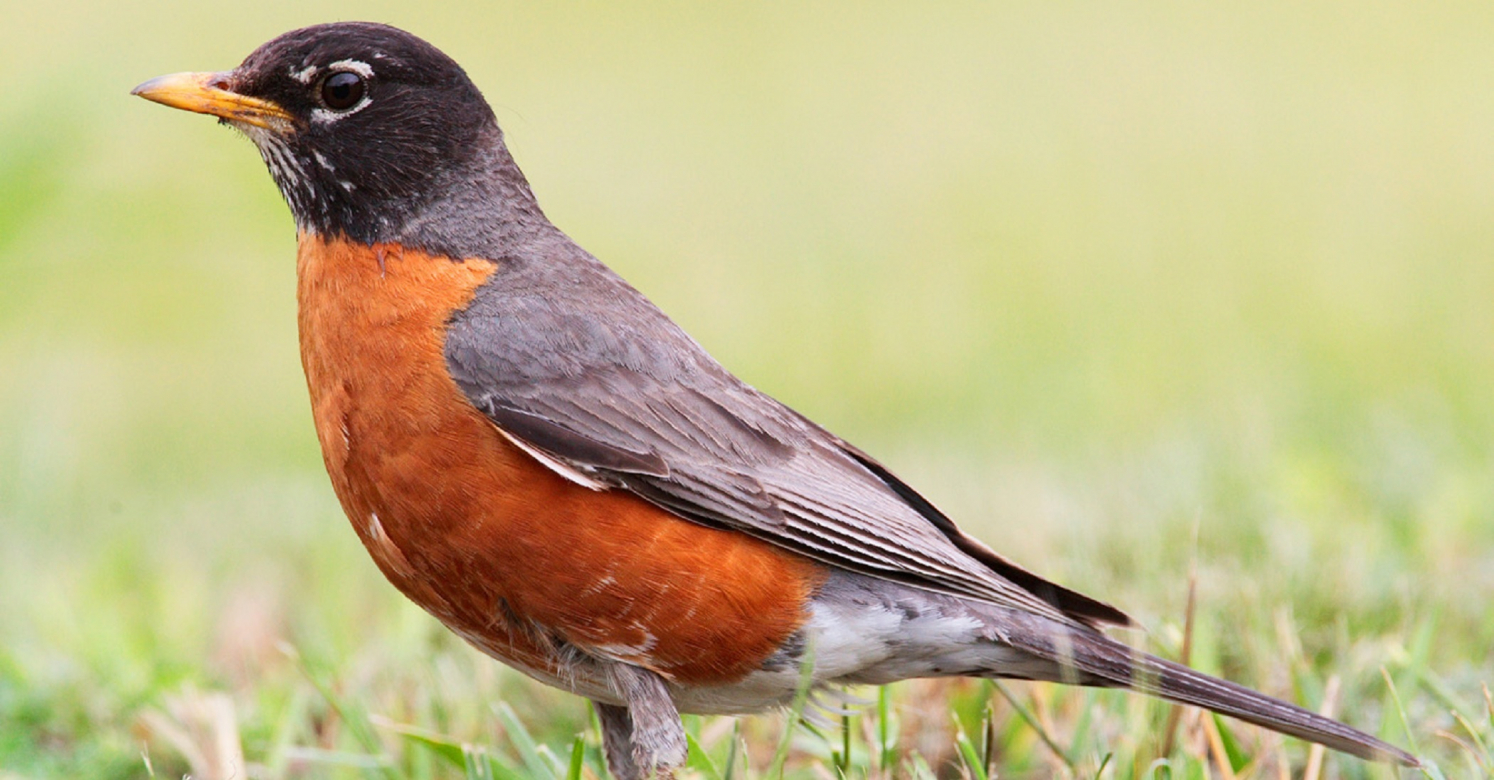 #bioPGH Blog: The Rockin' Robin | Phipps Conservatory and Botanical ...