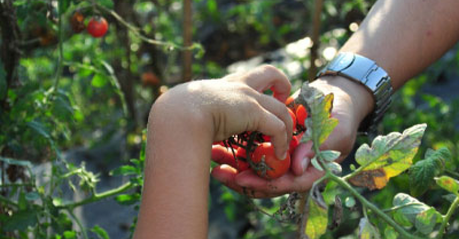 A Hand in Their Health | Phipps Conservatory and Botanical Gardens ...